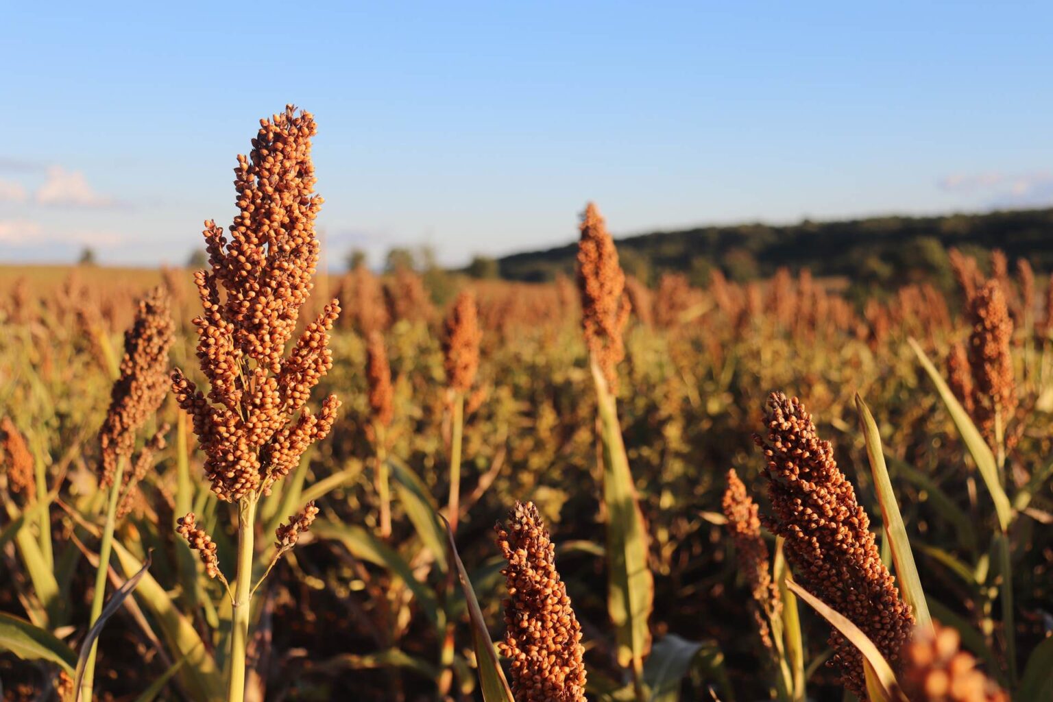 Grain Sorghum - High Yield. Low Stress. Maximum Flexibility.